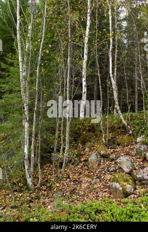Birch treesd in Norwegian countryside Stock Photo - Alamy