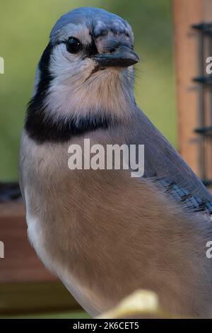 Bluejay poses on the backyard deck Stock Photo - Alamy
