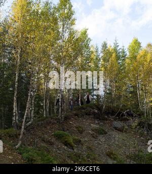 Birch treesd in Norwegian countryside Stock Photo - Alamy