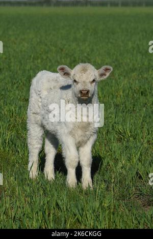 White Shorthorn calf , in Argentine countryside, La Pampa province ...