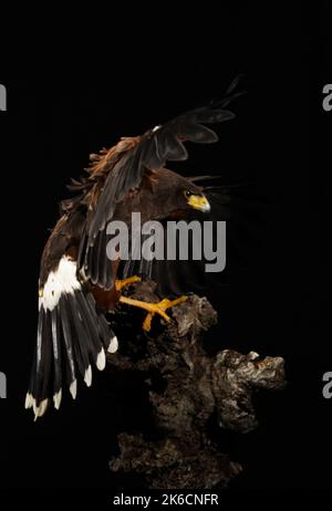 Harris Hawk flying in a black background Stock Photo - Alamy