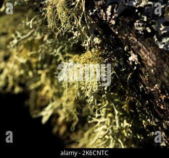 Lichens are a plant-like mutualistically symbiotic fungus and algae ...