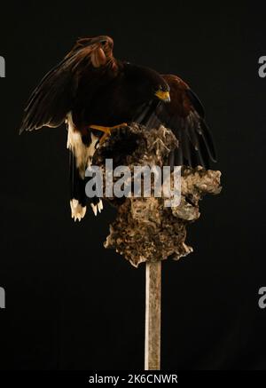 Harris Hawk flying in a black background Stock Photo - Alamy