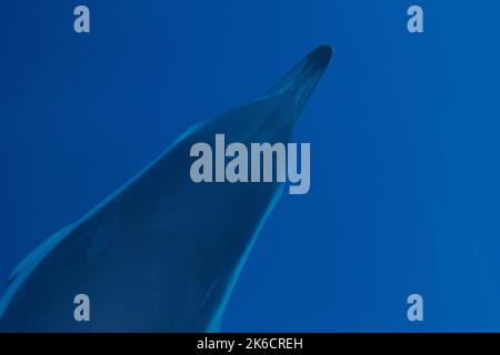dolphin swimming really fast in the sea water Stock Photo - Alamy