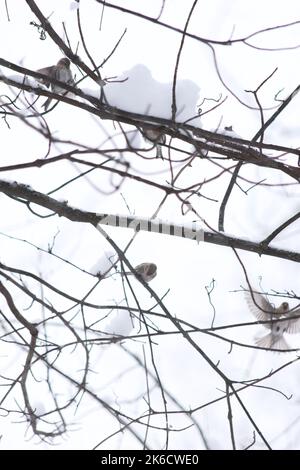 A closeup of mealy redpolls (Acanthis flammea) on branches in a snowy ...