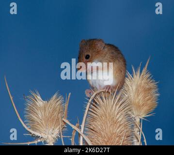 Harvest mouse on weasels Stock Photo - Alamy