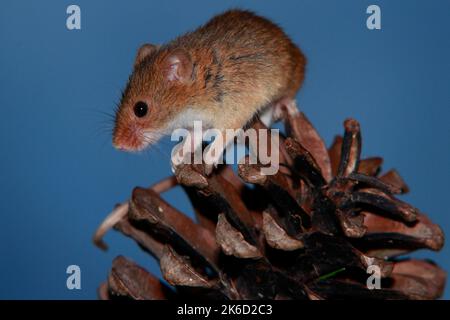 Harvest mouse on cone Stock Photo - Alamy