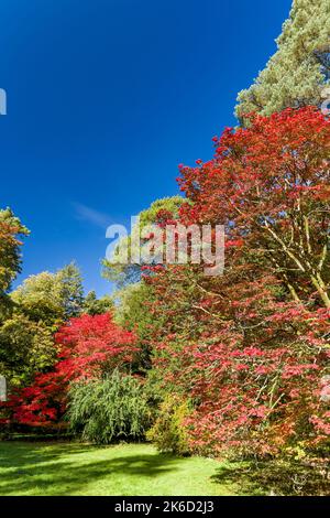 Beautiful colored trees displaying fall leaves on a sunny day Stock ...