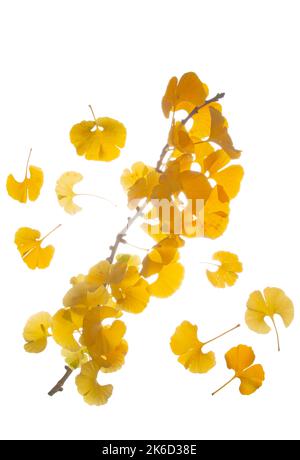 Yellow Ginkgo leaves are falling from a branch Stock Photo - Alamy