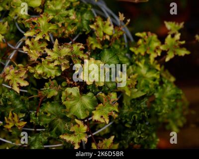 Hedera helix - `Pink `n' Very Curly' CLS105913 Stock Photo - Alamy