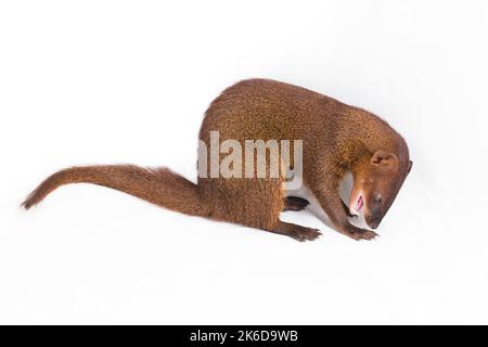Javan Mongoose or Small asian mongoose (Herpestes javanicus) isolated ...