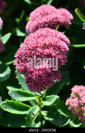 orpine, livelong, frog's-stomach, Große Fetthenne, Hylotelephium ...