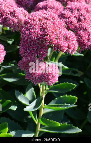 orpine, livelong, frog's-stomach, Große Fetthenne, Hylotelephium ...