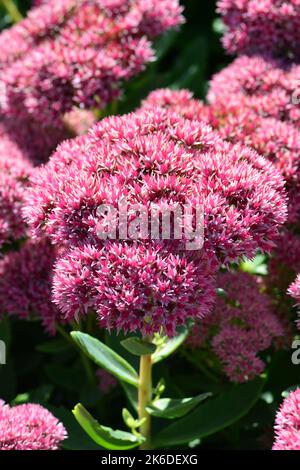 orpine, livelong, frog's-stomach, Große Fetthenne, Hylotelephium ...