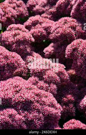 orpine, livelong, frog's-stomach, Große Fetthenne, Hylotelephium ...