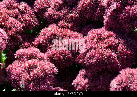 orpine, livelong, frog's-stomach, Große Fetthenne, Hylotelephium ...
