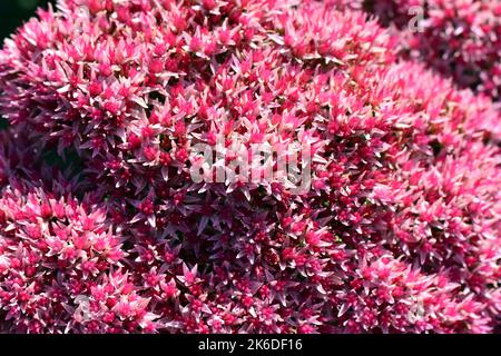 orpine, livelong, frog's-stomach, Große Fetthenne, Hylotelephium ...