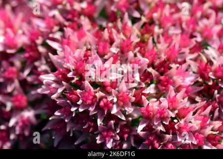orpine, livelong, frog's-stomach, Große Fetthenne, Hylotelephium ...