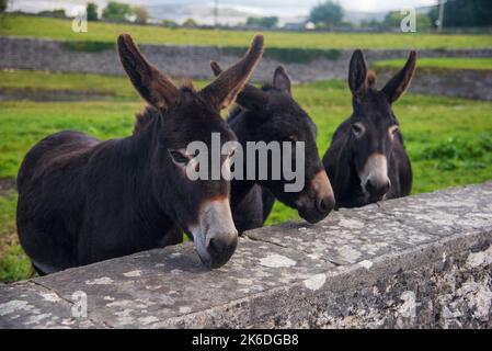 Wild Donkeys in Ireland Stock Photo - Alamy