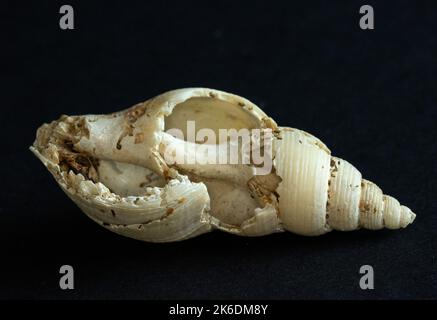 An old Common Whelk shell has been broken open by the wave action and ...