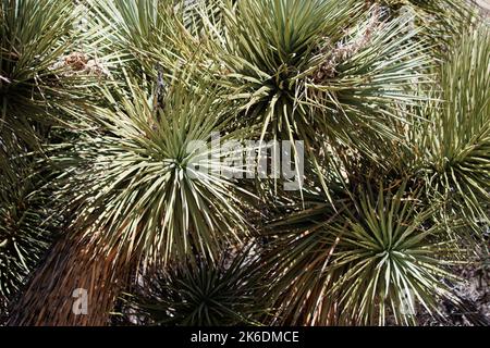 Green simple rosetted distally cuspidate glabrous linear leaves of ...