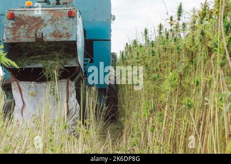 Combine harvester taking off the rich harvest on the industrial hemp ...