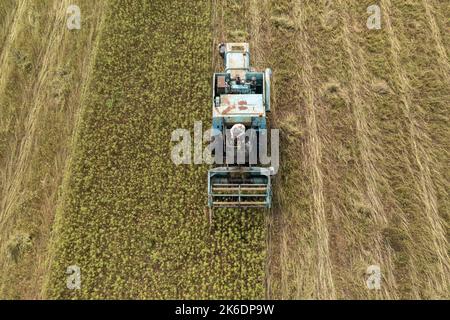 Hemp combine harvester on the farm field collecting cannabis CBD plants ...
