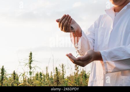 Man pouring hemp seeds, from hand to hand, on the field, among green ...