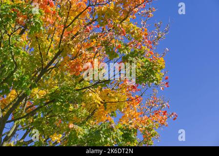 A closeup undershot of a colorful autumn tree under a clear blue sky ...