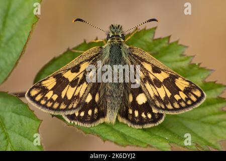 Chequered Skipper, Glasdrum wood, Scotland Stock Photo - Alamy