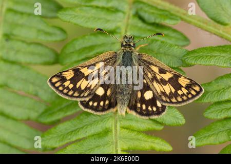 Chequered Skipper, Glasdrum wood, Scotland Stock Photo - Alamy
