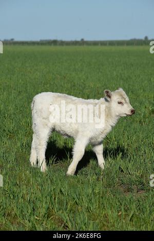 White Shorthorn calf , in Argentine countryside, La Pampa province ...