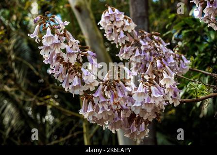 Close-up of Princess Tree (Paulownia tomentosa) in spring in Sydney ...