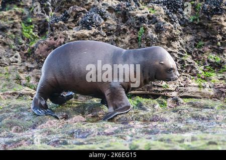 Sea lions baby, Peninsula Valdes, Patagonia, Argentina Stock Photo - Alamy