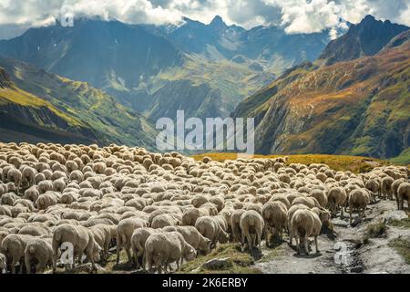 Flock of sheeps moving down the valley, French Alps, border with ...