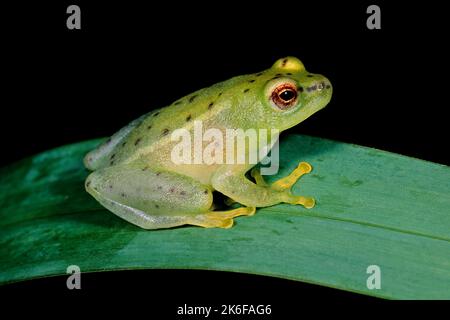 A small nocturnal water lily frog (Hyperolius pusillus) sitting on a ...