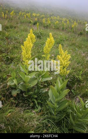 The false helleborine (latin name: Veratrum album subsp. lobelianum) in Nature Park Stara ...
