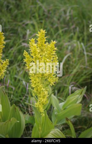 The false helleborine (latin name: Veratrum album subsp. lobelianum) in ...