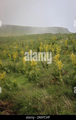 The false helleborine (latin name: Veratrum album subsp. lobelianum) in ...