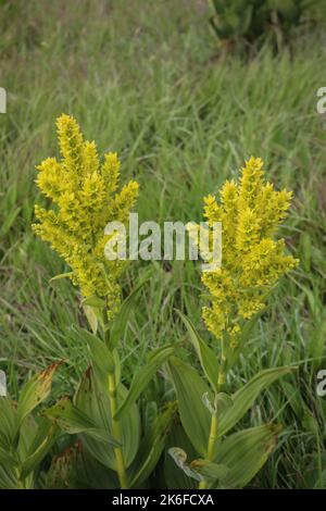 The false helleborine (latin name: Veratrum album subsp. lobelianum) in ...