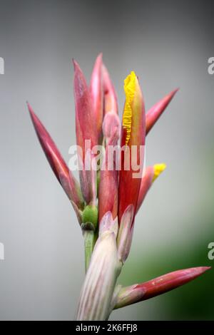 indian shot or canna plant rhizomes or tubers, canna indica, medicinal ...