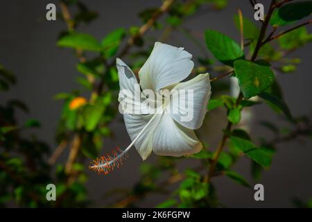 Beautiful White Chembarathi Flower, also knows as Shoe Flower - The ...