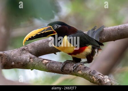 Chestnut-eared Aracari on the branches of a tree in the Pantanal ...