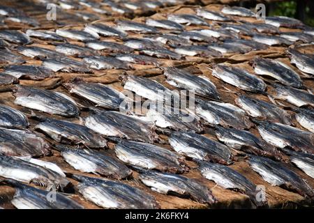 The procedure of salty drying fish Stock Photo - Alamy