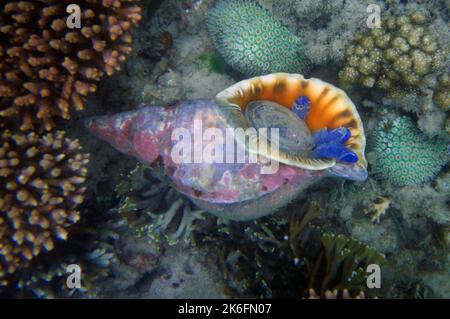 Live triton shell (Charonia tritonis) in situ underwater at Fitzroy ...