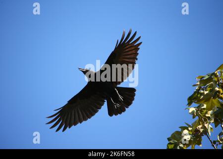 A low angle shot of adorable American kestrel perched on a rope on blue ...