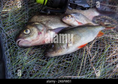 Catching fish - freshwater common bream known as bronze bream or carp ...