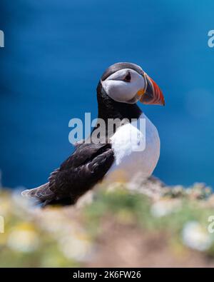 Side profile of puffin Stock Photo - Alamy