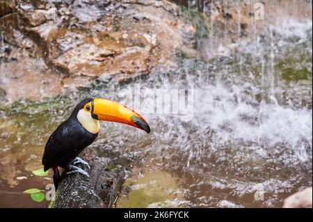 Side view of a toucan, on a stone and a river in the background Stock ...