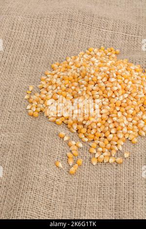 Close shot of parched dried popcorn Corn / Maize kernels on jute ...